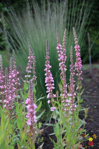 Lythrum salicaria 'Blush' - Raunas stādi - Ziemcietes