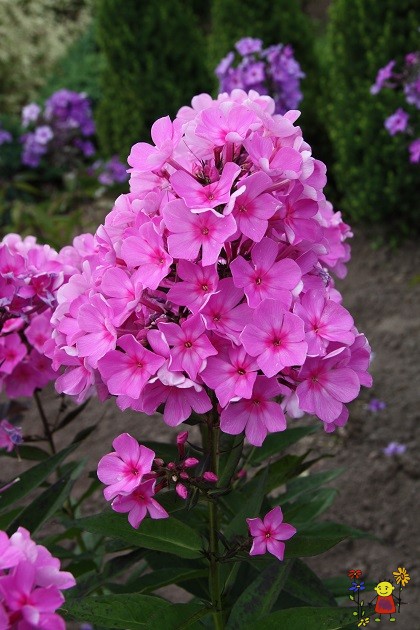 Phlox Paniculata Balmoral Raunas St di Phlox Paniculata Balmoral Raunas St di