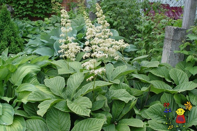 Rodgersia aesculifolia - Raunas stādi
