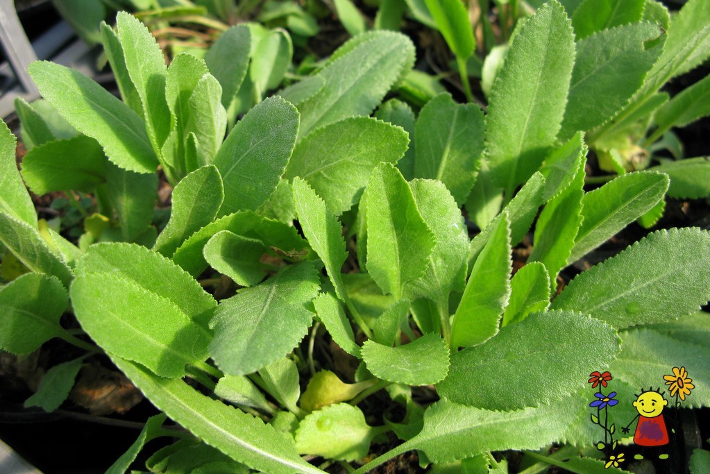 Tanacetum balsamita - Raunas stādi